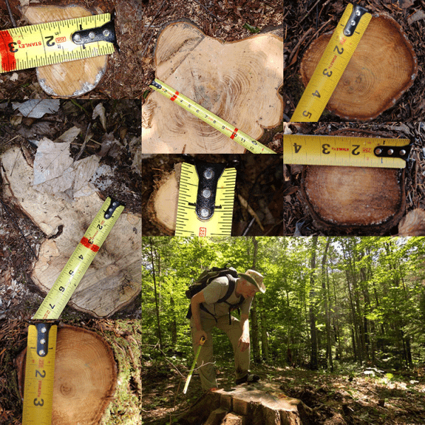 Article 14 and cutting small diameter trees on the Forest Preserve ...