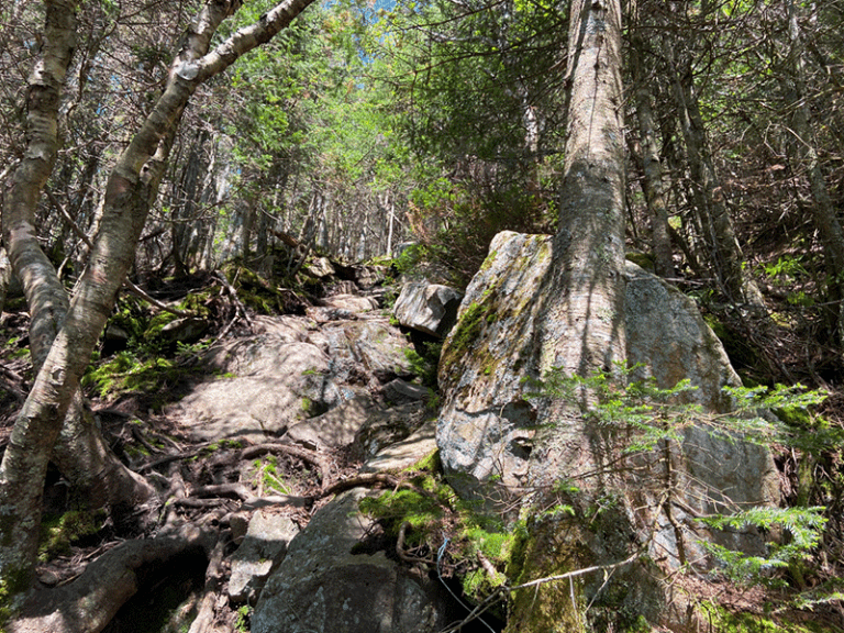 Hike Debar Mountain - Protect the Adirondacks!