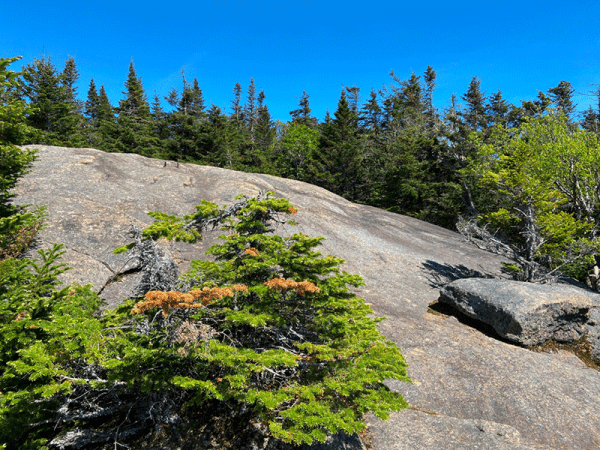 Hike Debar Mountain - Protect the Adirondacks!
