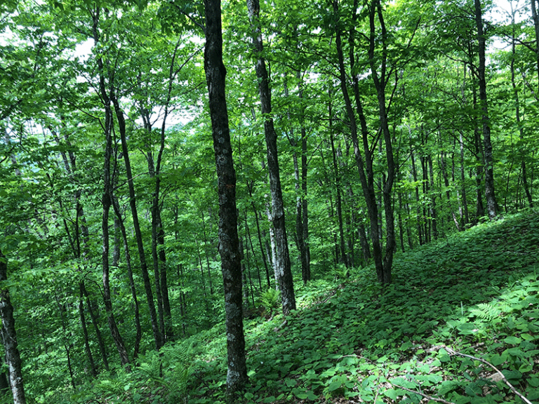 Hike Chimney Mountain - Protect the Adirondacks!