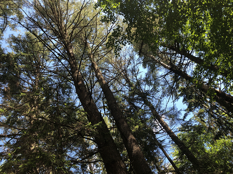 Hike Haystack Mountain - Protect the Adirondacks!