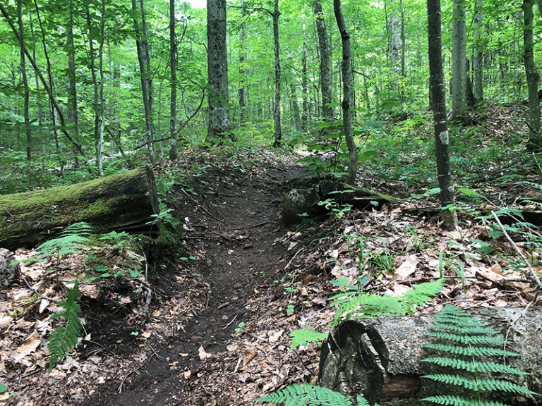 Hike Floodwood Mountain - Protect the Adirondacks!