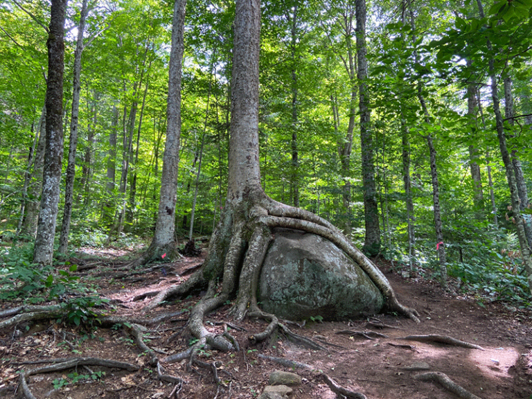 Hike Goodnow Mountain - Protect the Adirondacks!
