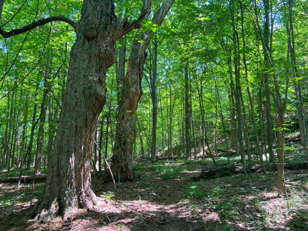 Hike Split Rock Mountain (North Trails) - Protect the Adirondacks!