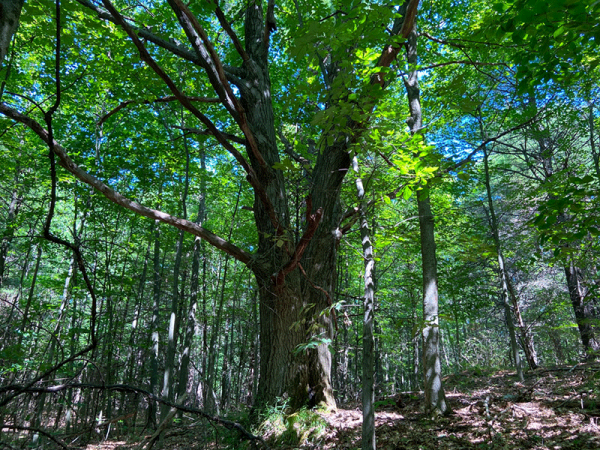 Hike Split Rock Mountain (North Trails) - Protect the Adirondacks!
