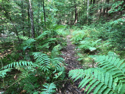 Hike Split Rock Mountain (South Trails) - Protect the Adirondacks!