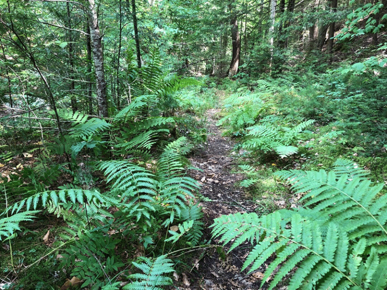 Hike Split Rock Mountain (South Trails) - Protect the Adirondacks!