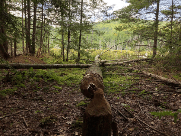 Hike Berry Pond - Protect the Adirondacks!