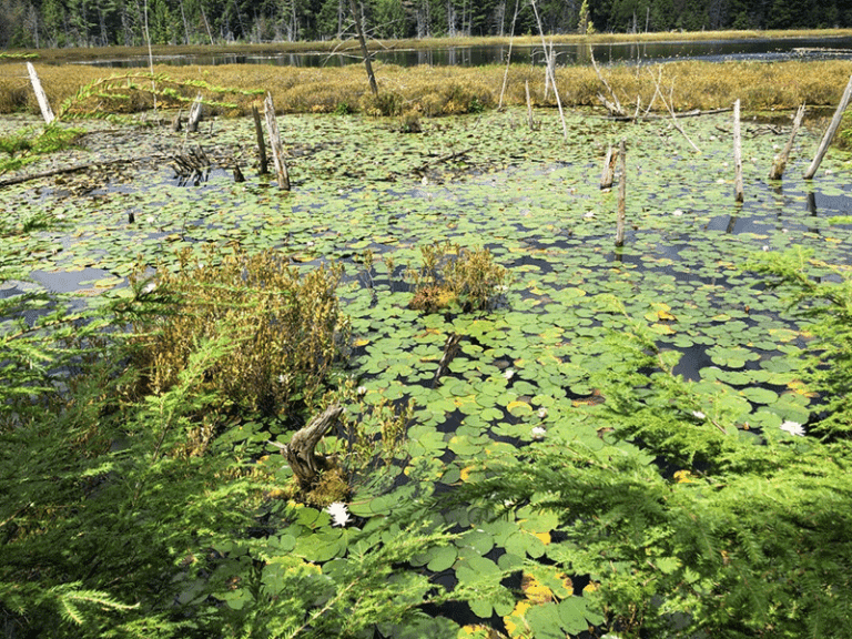 Hike Berry Pond - Protect the Adirondacks!