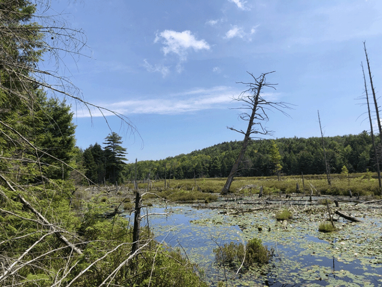 Hike Berry Pond - Protect the Adirondacks!