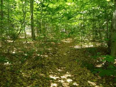 Jake Pond and Little Jabe Pond - Protect the Adirondacks!
