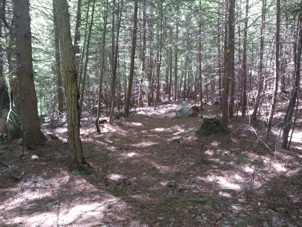 Jake Pond and Little Jabe Pond - Protect the Adirondacks!