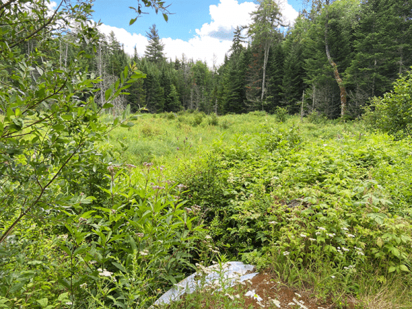 Trombley Landing - Protect the Adirondacks!