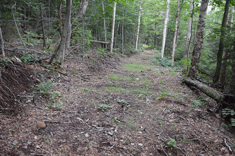 Class II Trail Construction Caused Enormous Damage to the Forest ...