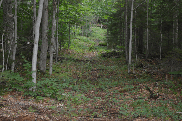 Class II Trail Construction Caused Enormous Damage to the Forest ...