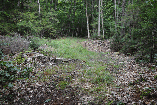 Class II Trail Construction Caused Enormous Damage to the Forest ...