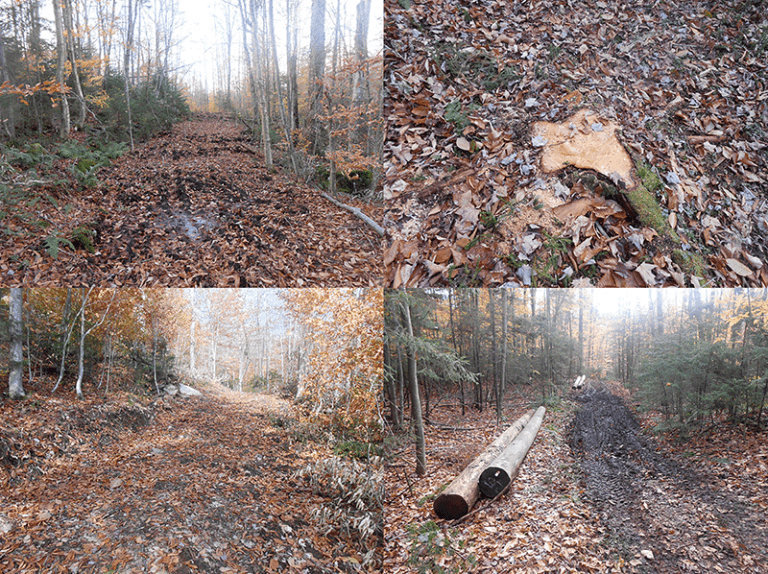 Class II Trail Construction Caused Enormous Damage to the Forest ...