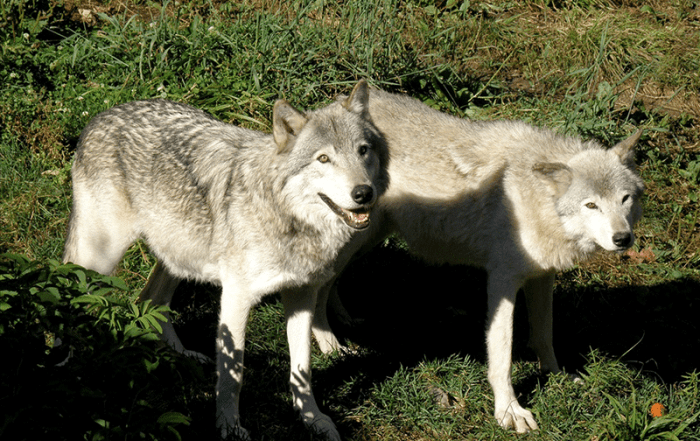 Protect the Adirondacks - Protect the Adirondacks!