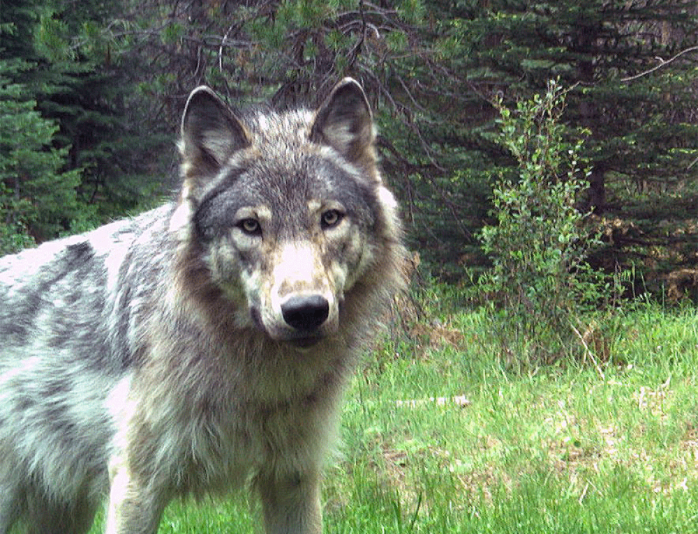 NYSDEC now admits that the Cooperstown Wolf was a wild wolf - Protect ...