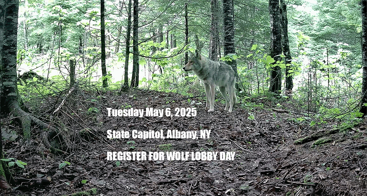 Protect the Adirondacks - Protect the Adirondacks!